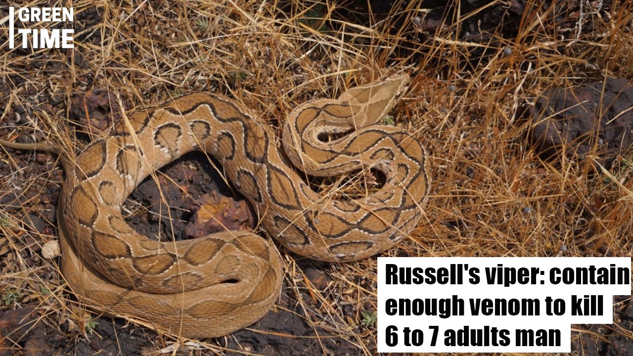 Russell’s Viper: Recognition, Prevention, and Emergency Response ...